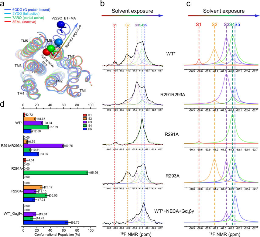 Nat Commun︱美国USF叶立斌团队使用19F定量核磁共振分离聚集中间态并揭示了微开关控制GPCR构象变构过程 - 知乎