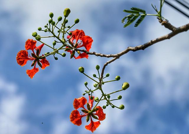 庭院栽下“凤凰树”，引得凤凰来！ - 知乎