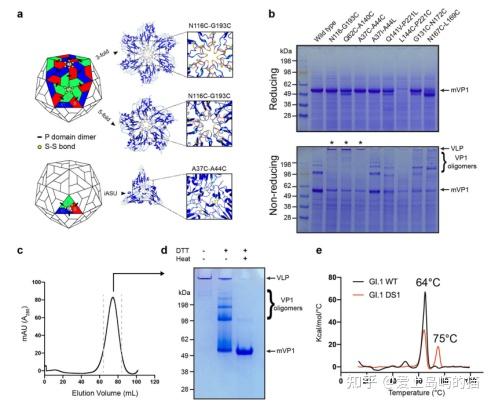 关于VLP疫苗开发——诺如 - 知乎