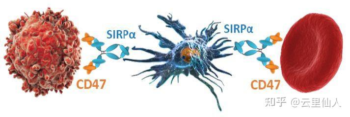 CD47：你知道你的身体里有一个“别吃我”信号吗？ - 知乎