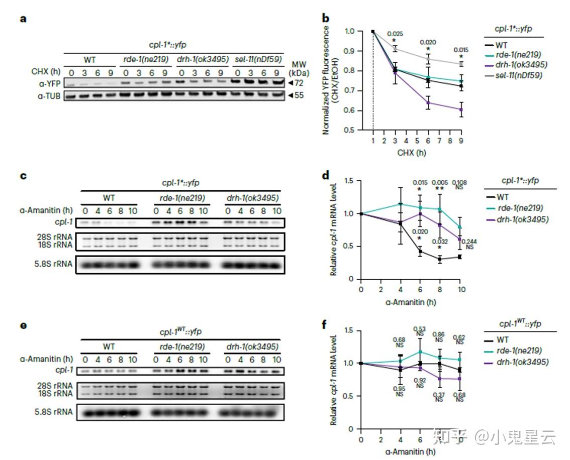 Nat Cell Biol: 内质网相关RNA沉默(ERAS)的发现 - 知乎