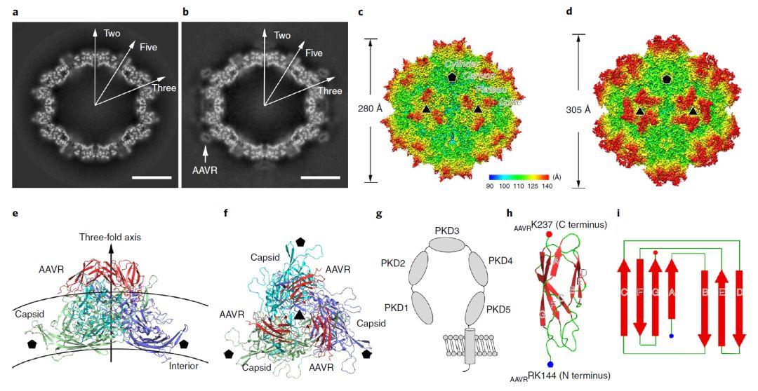 Nature子刊：清华大学娄智勇等解析AAV2及受体结构，为AAV载体的设计和优化指明方向 - 知乎