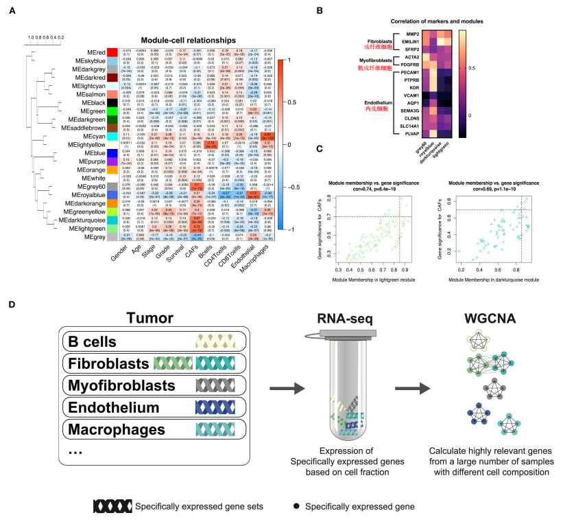 不走寻常路，WGCNA联合单细胞测序突破6+！ - 知乎