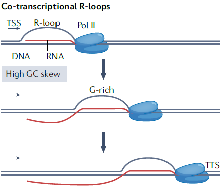 特殊DNA-RNA互作R-loop丰富基因转录的表观调控机制 - 知乎