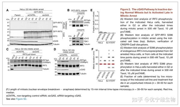 看19年Cell是怎么把cGAS促进细胞死亡讲明白的 - 知乎