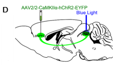 【客户文章】空军军医大学李云庆教授、董玉琳副教授团队在dmPFC-vlPAG投射神经元参与疼痛维持阈值和抗焦虑行为研究取得新进展 - 知乎