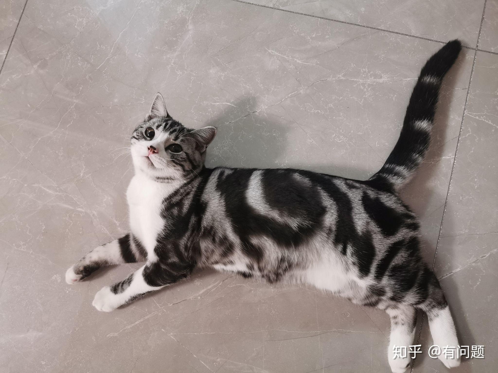 猫咪一天尿一次,但是一次尿量很多正常吗? 知乎