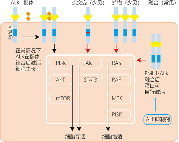 【指南解读专题】CSCO指南2022与ALK抑制剂 - 知乎