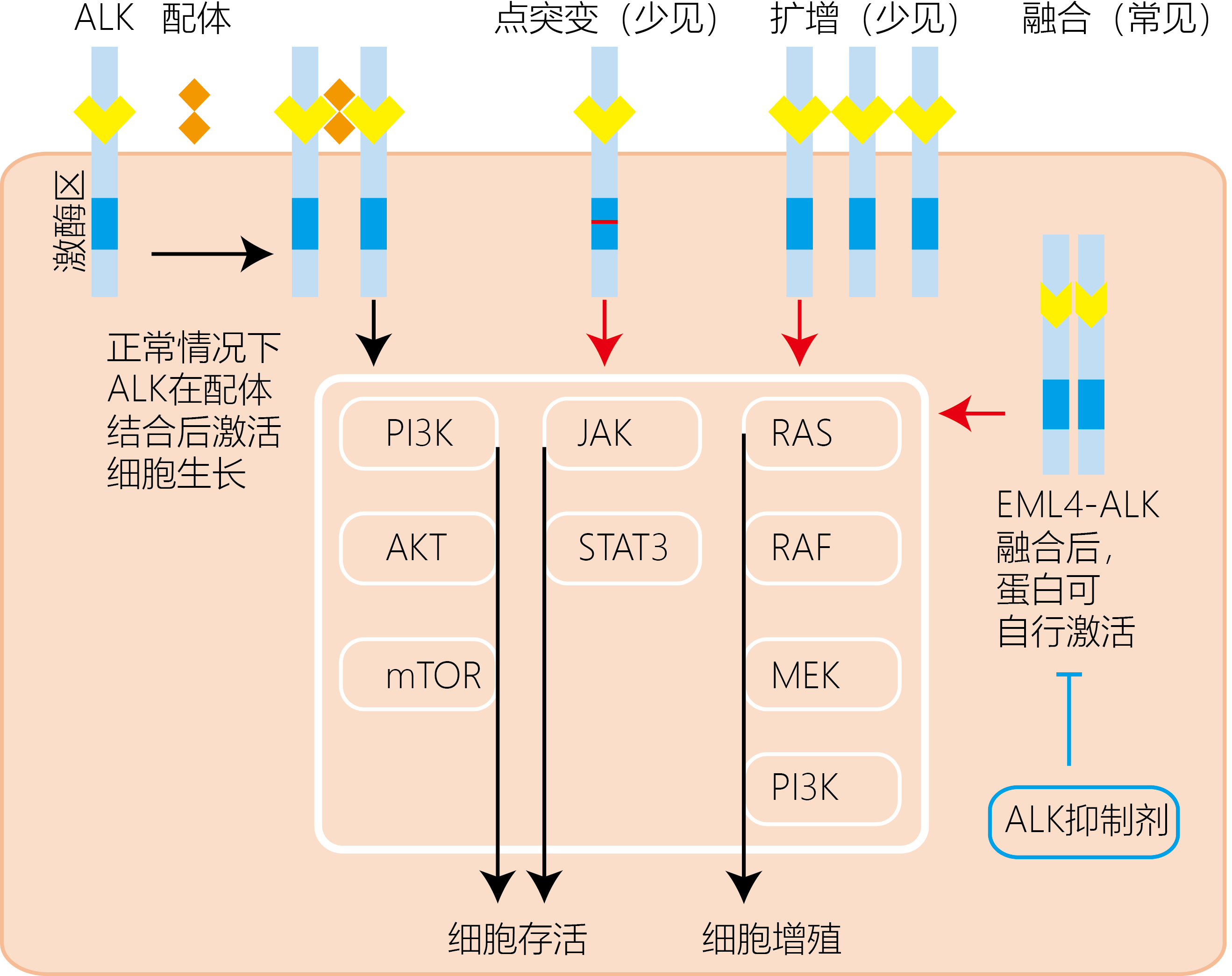 【指南解读专题】CSCO指南2022与ALK抑制剂 - 知乎