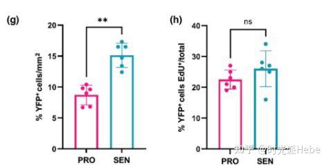 人体自愈不是梦！72小时诱导新生，衰老细胞化身再生信号发射器 - 知乎