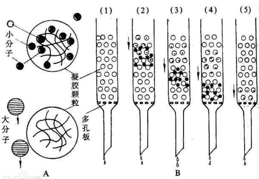 BioToolomics凝胶过滤层析填料简介 - 知乎