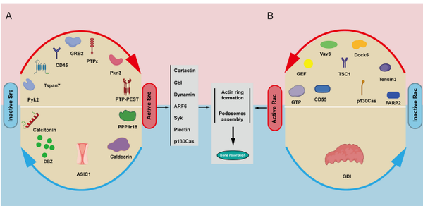 Ageing Res Rev 综述︱江南大学袁凤来团队系统性评述伪足小体在破骨细胞骨吸收中作用及研究进展 - 知乎