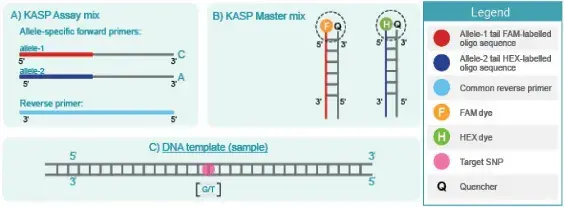 指尖跳跃的珠链——Kasp技术：Snp分型也能更快、更高、更强！ - 知乎