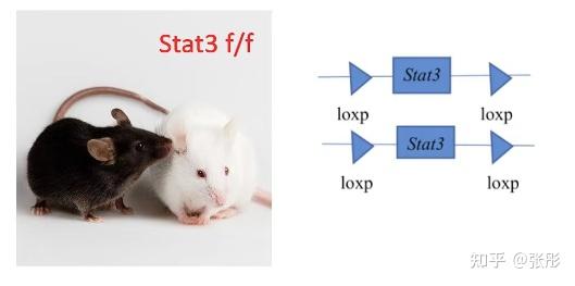 Cre小鼠和flox小鼠区别以及Cre-LoxP系统 - 知乎