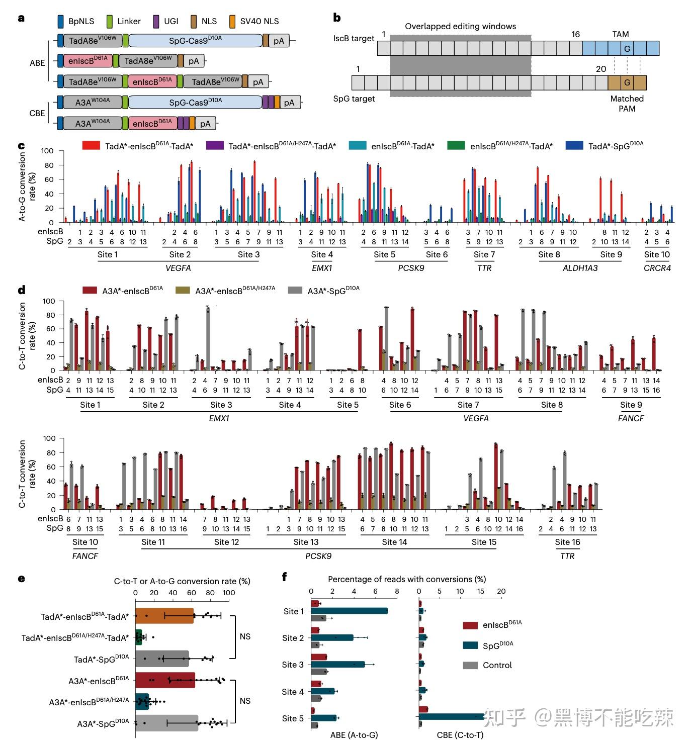 基于工程化改造的IscB-nickase的小型化碱基编辑器开发 - 知乎