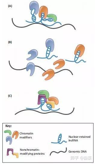 LncRNA信息检索数据库使用教程，手把手教你操作使用 - 知乎