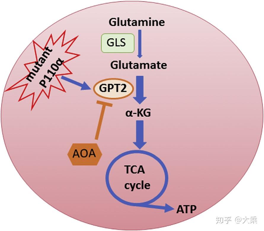 另辟蹊径，靶向谷氨酰胺代谢针对肠癌PIK3CA突变 - 知乎