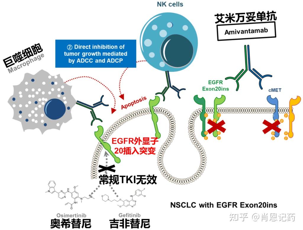 记住所有FDA生物药 | EGFR×METR 双抗 | Amivantamab 艾米万妥单抗 | 非小细胞肺癌NSCLC - 知乎