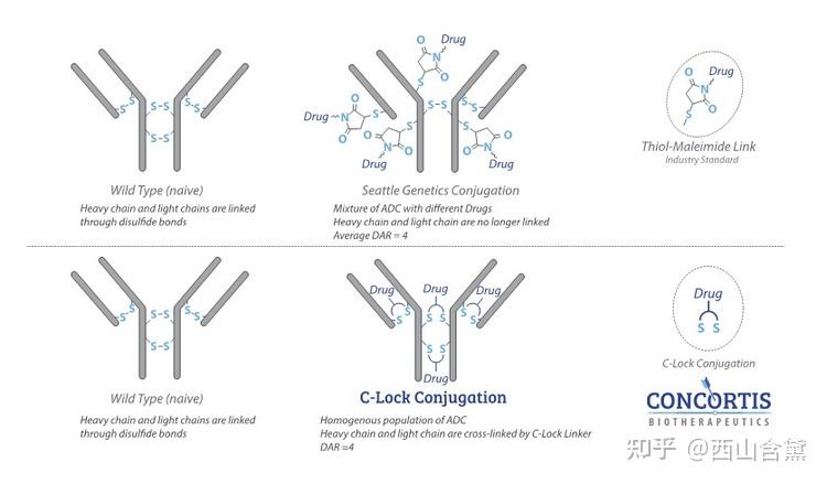 国内外知名企业ADC技术平台(第一期，Synaffix、Thiologics、Concortis、荣昌生物 - 知乎