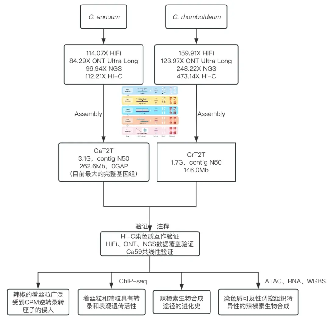 项目文章｜Nat. Commun.（IF=16.6）两个T2T完美基因组揭示了辣椒进化和辣椒素生物合成的见解 - 知乎