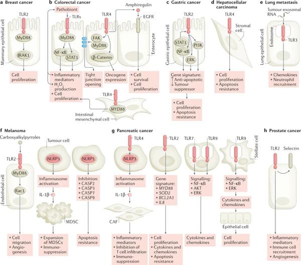 NAT REV | 模式识别受体(PRR)调节肿瘤微环境, 包括调节免疫细胞等 - 知乎