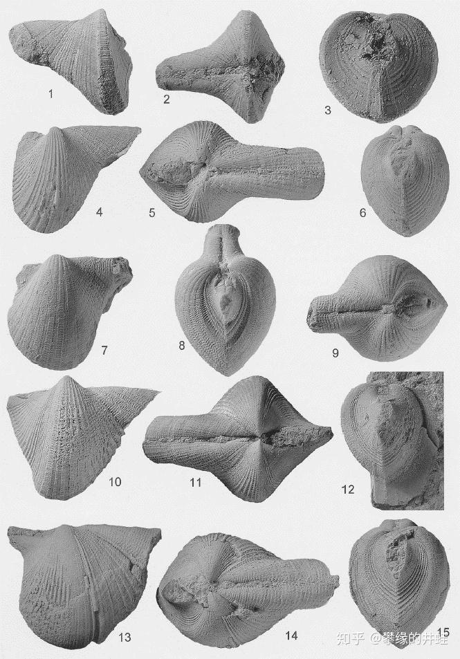 【地球演义】就是一盘大螺贝 - 知乎