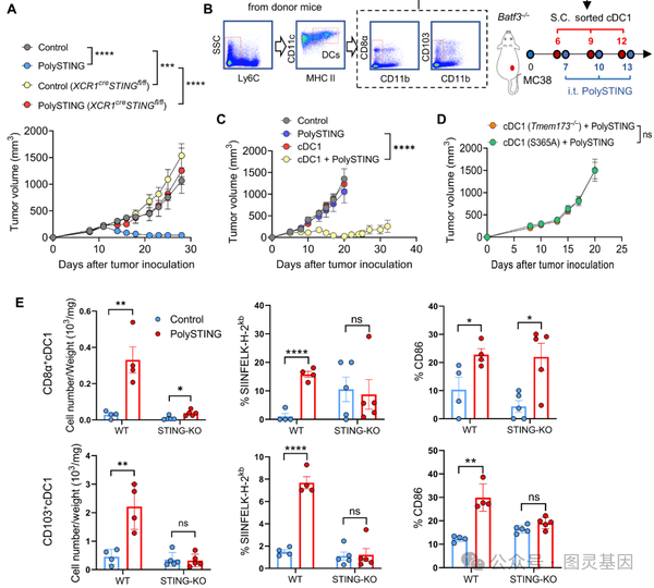 Sci Immu ｜ 德克萨斯大学高金明：激活输突细胞STING通路增强抗肿瘤免疫 - 知乎
