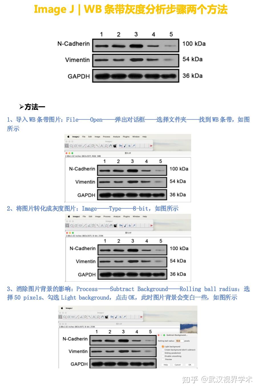 Image J 中WB条带灰度分析的详细步骤与便捷操作 - 知乎