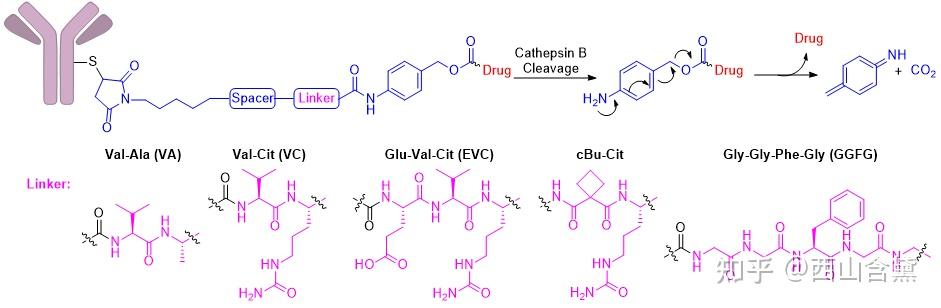 ADC中可裂解Linker的机制汇总 - 知乎