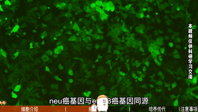 GL261细胞培养，小鼠胶质瘤细胞培养攻略-丰晖生物 - 知乎