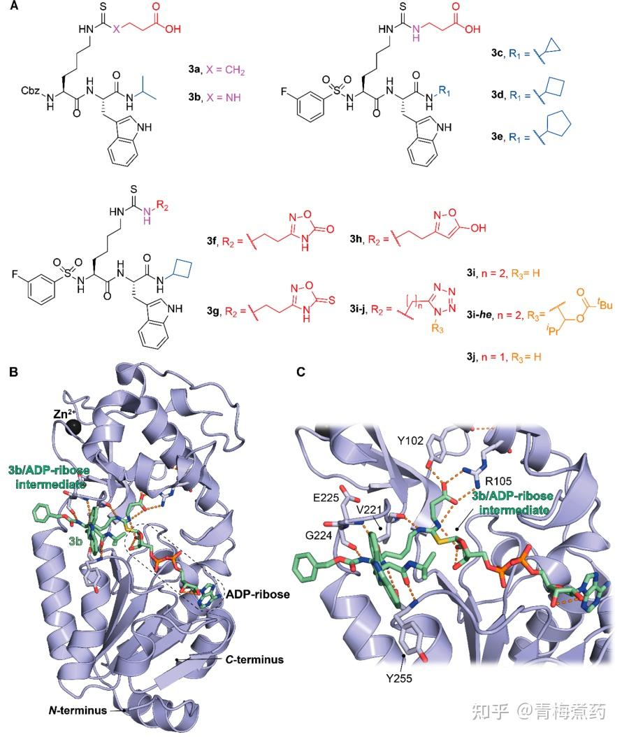 药物发现 | 蛋白质赖氨酸脱酰基酶Sirtuin 5（SIRT5）的治疗潜力和活性调控 - 知乎