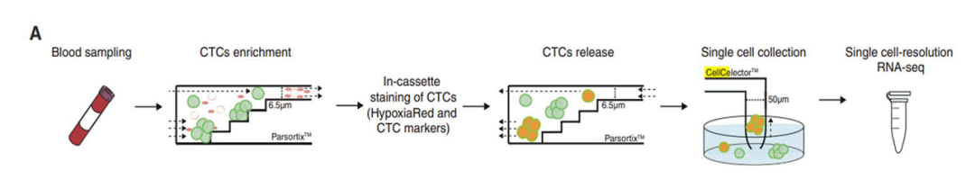 精准捕获CTCs，稀有细胞分离的“神”级助手 - 知乎