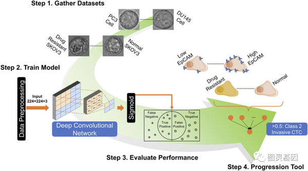 APL ML | AI通过循环肿瘤细胞形态特征进行分类诊断 - 知乎