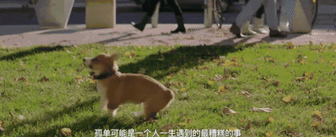 网友：那些整天把狗当儿子养的人是什么心态？ - 知乎