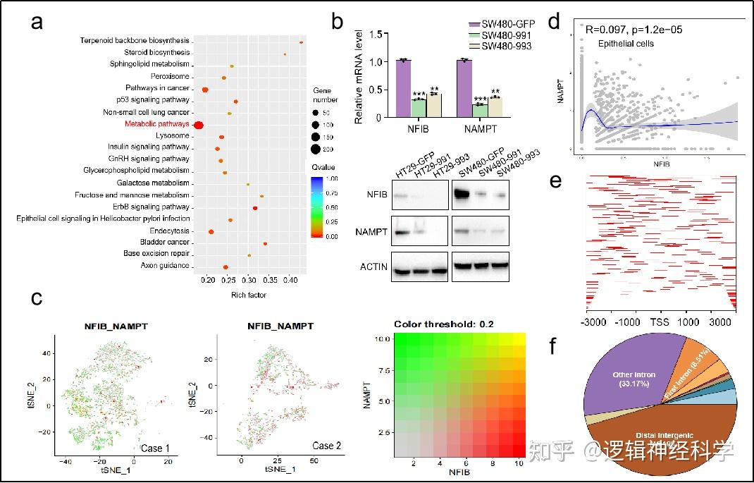 Commun Biol︱重庆医科大学附属第二医院周智航团队发现NFIB调控结直肠癌NAD+代谢新机制 - 知乎