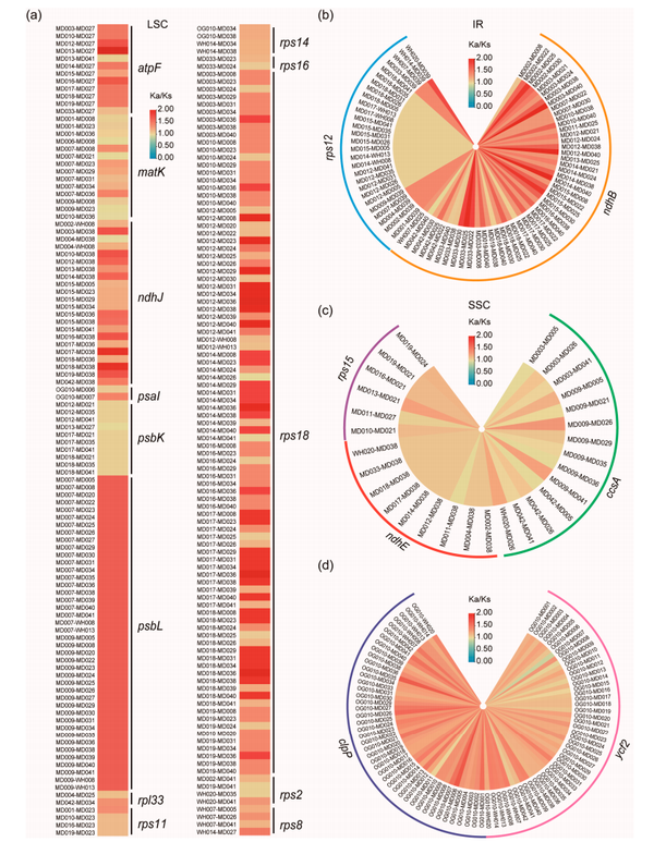 文章必备| 叶绿体基因组高级分析内容汇总 - 知乎