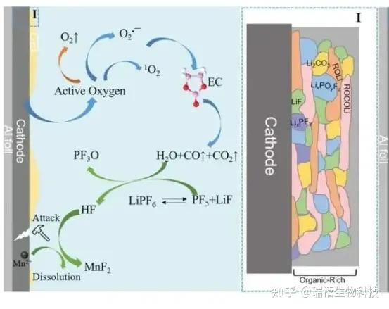 ROS活性氧-Silibinin/Sodium 2-oxopropanoate/Amentoflavone/Tin ...