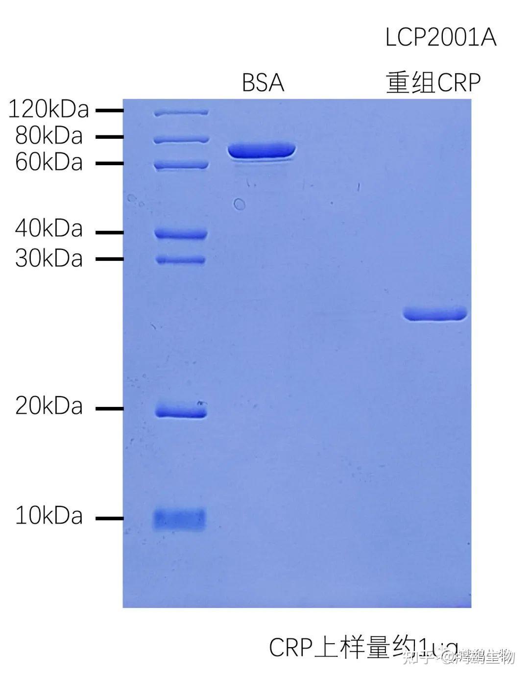 虽晚必达 | 解锁具有活性的CRP重组蛋白 - 知乎