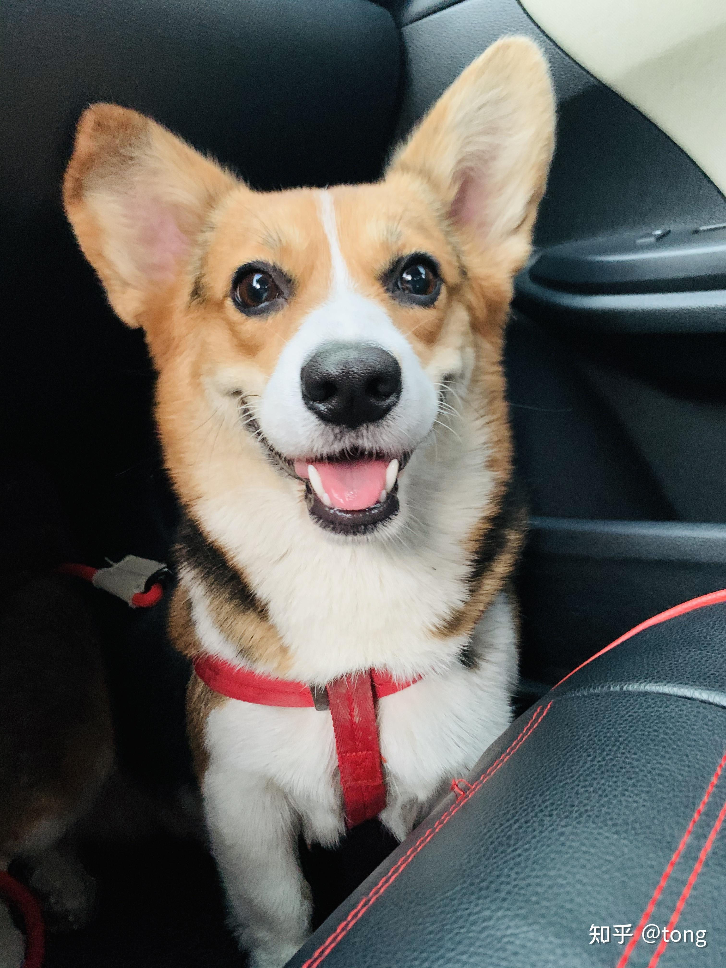 3个月有尾巴的柯基找家 - 知乎