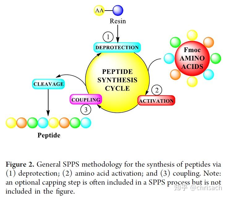 固相合成（SPPS）和液相合成（LPPS）制备多肽的优缺点 - 知乎