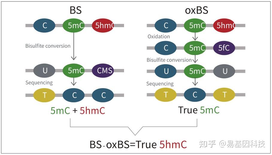精准DNA甲基化/羟甲基化测序（oxBS-seq）｜技术推介 - 知乎
