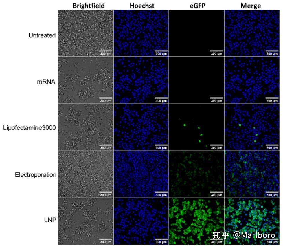 NK细胞的mRNA-LNP制剂筛选和优化 - 知乎
