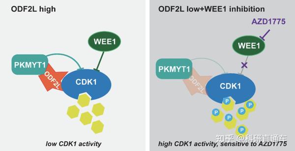 JCI：揭示卵巢癌基于WEE1靶点的合成致死机制与精准靶向策略 - 知乎