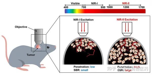 近红外二区（NIR-II）小动物活体荧光成像系统 - 知乎