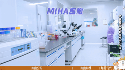 MIHA细胞培养，人正常肝细胞培养攻略 - 丰晖生物 - 知乎