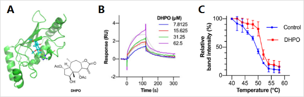 Mol Cancer（IF=41.444）：旋覆花内酯靶向E2泛素结合酶UbcH5c抑制胰腺癌生长和转移 - 知乎