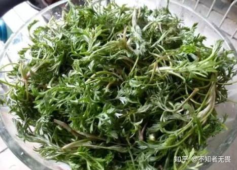 白蒿健康养生 - 知乎