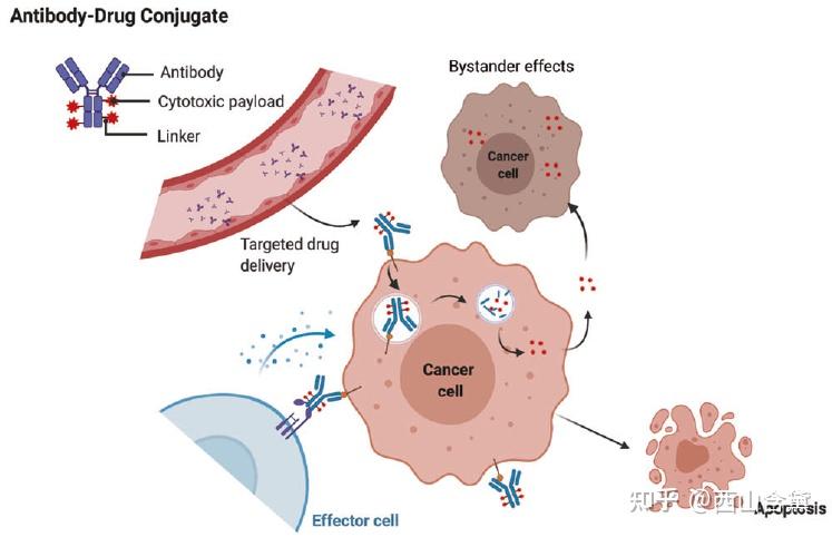国内外知名企业ADC技术平台(第四期, Zymeworks) - 知乎