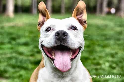 Albumentation文档 - 知乎