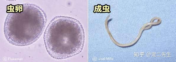 狗蛔虫病怎么治疗狗蛔虫病的症状和原因? 知乎